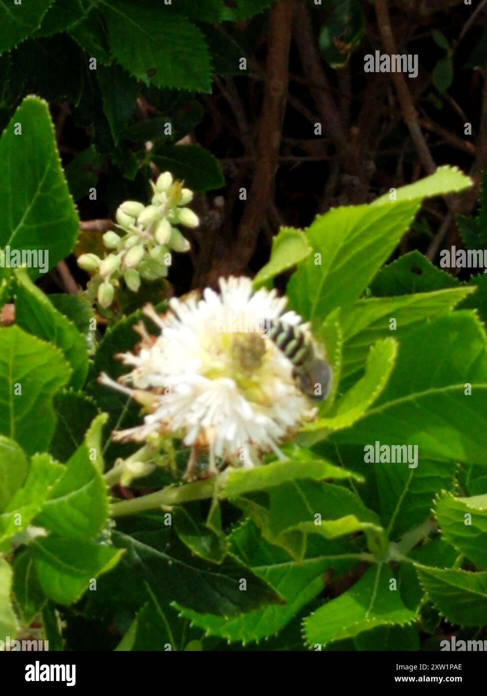 American Sand Wasp (Bembix americana) Insecta Stock Photo - Alamy