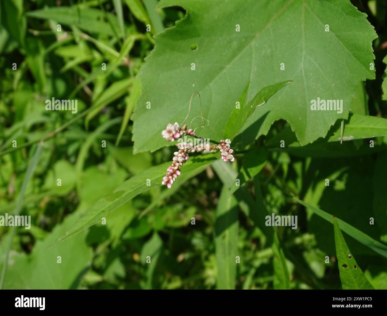 pale smartweed (Persicaria lapathifolia) Plantae Stock Photo - Alamy