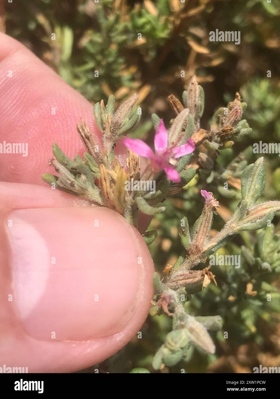 Alkali Heath (Frankenia salina) Plantae Stock Photo - Alamy