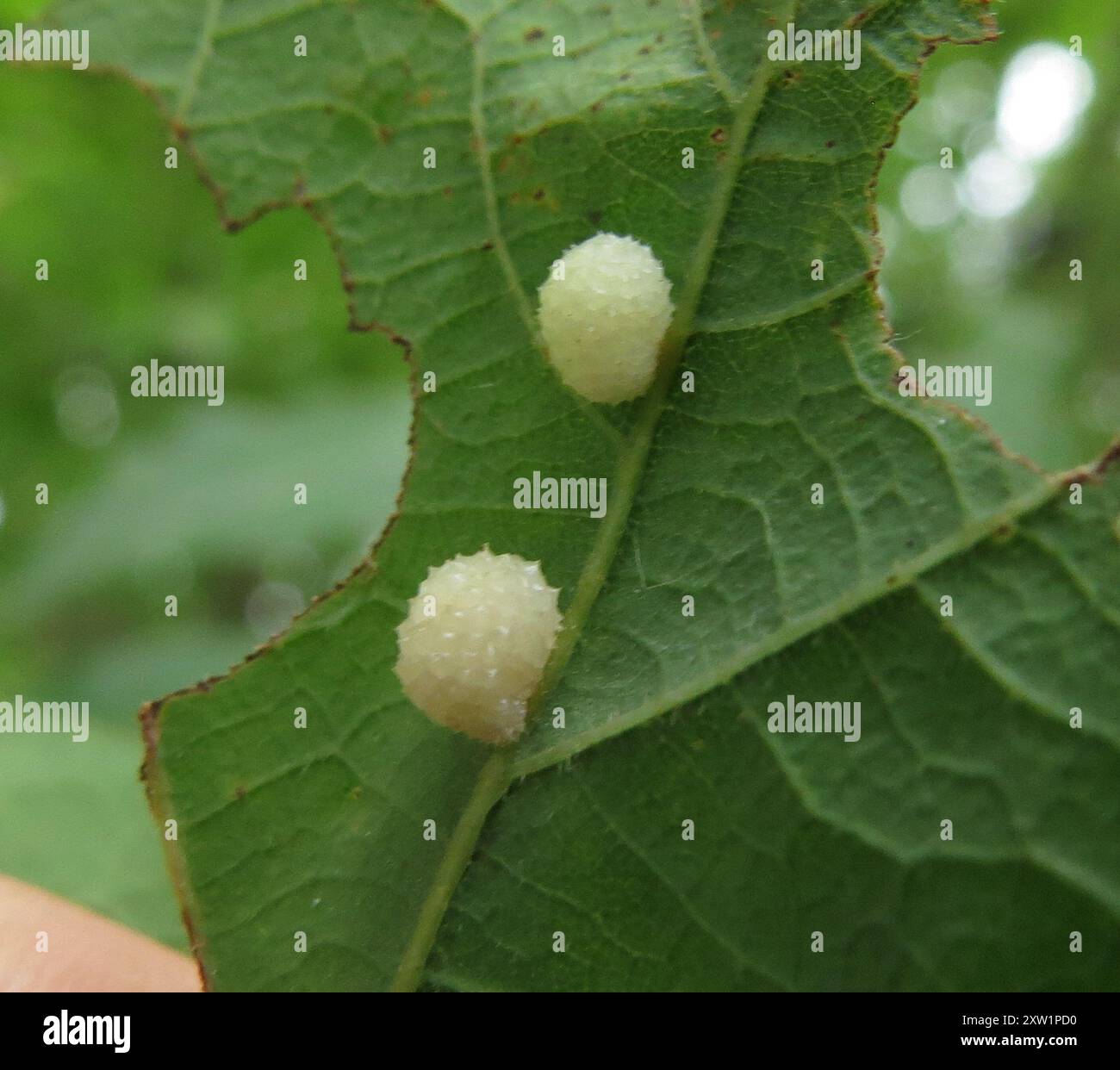 Jewel Oak Gall Wasp (Acraspis quercushirta) Insecta Stock Photo - Alamy