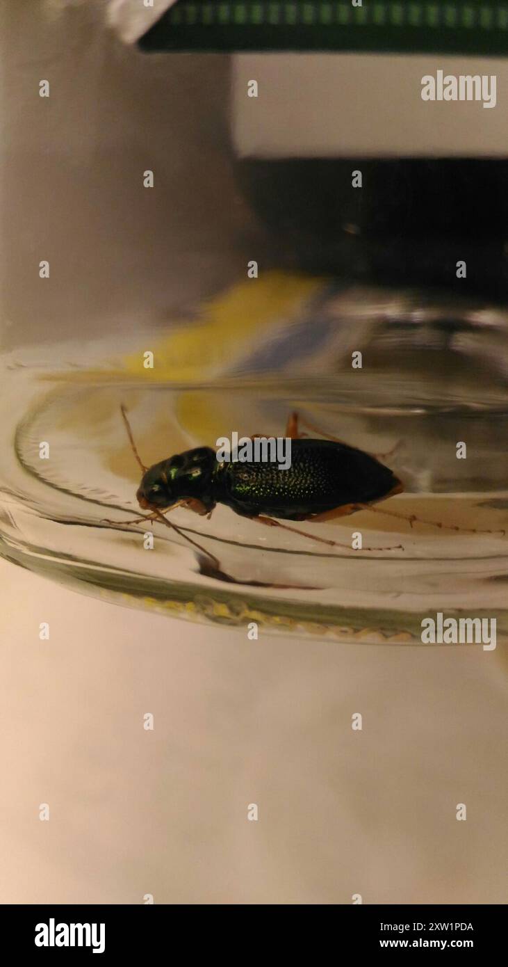 Virginia Metallic Tiger Beetle (Tetracha virginica) Insecta Stock Photo ...