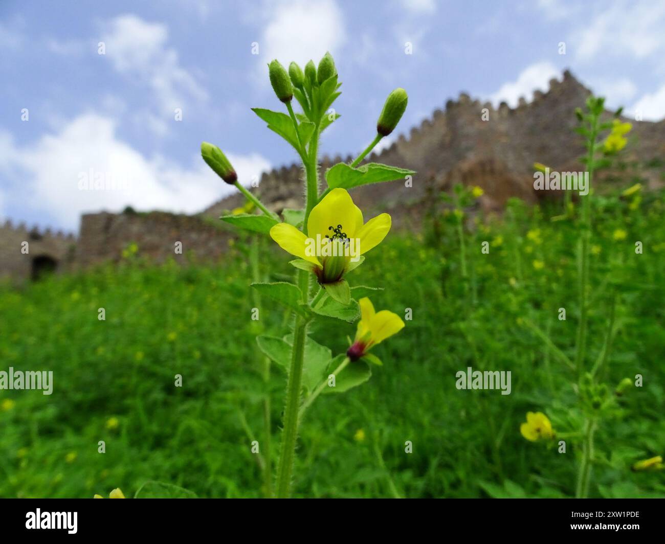 Asian spiderflower (Cleome viscosa) Plantae Stock Photo - Alamy