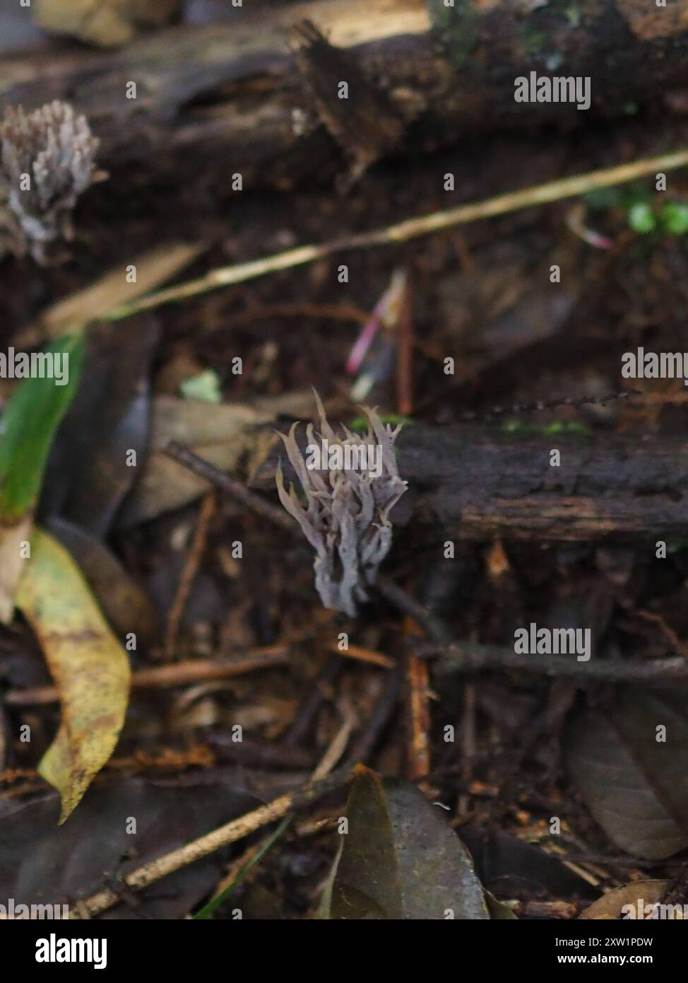 antler and spindle fungi (Clavariaceae) Fungi Stock Photo - Alamy