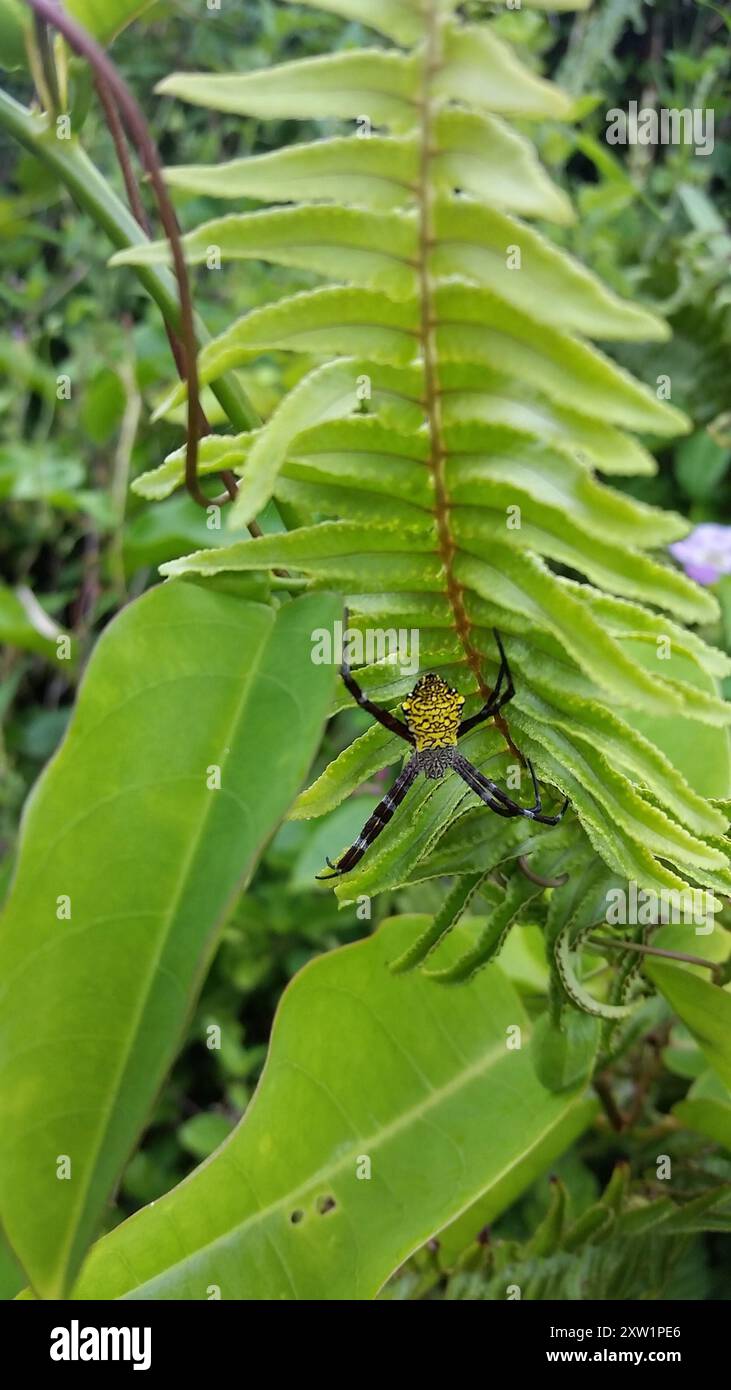 Hawaiian Garden Spider (Argiope appensa) Arachnida Stock Photo - Alamy