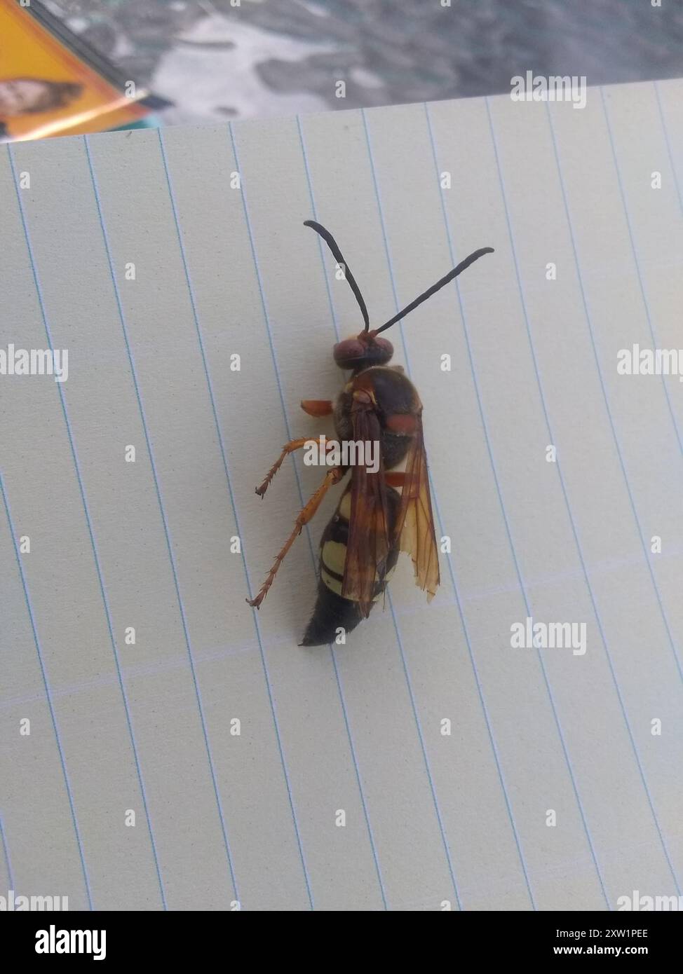 Eastern Cicada-killer Wasp (Sphecius speciosus) Insecta Stock Photo - Alamy