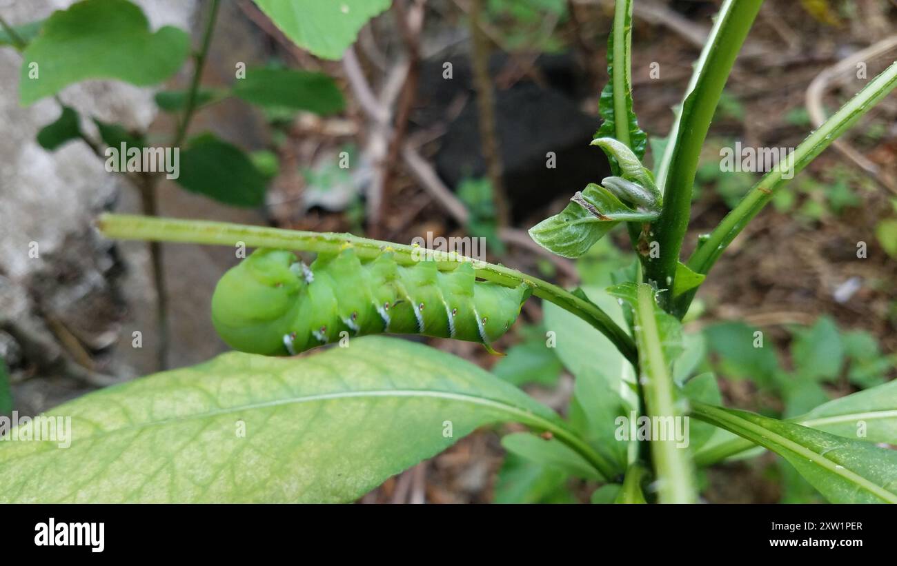 Carolina Sphinx (Manduca sexta) Insecta Stock Photo - Alamy