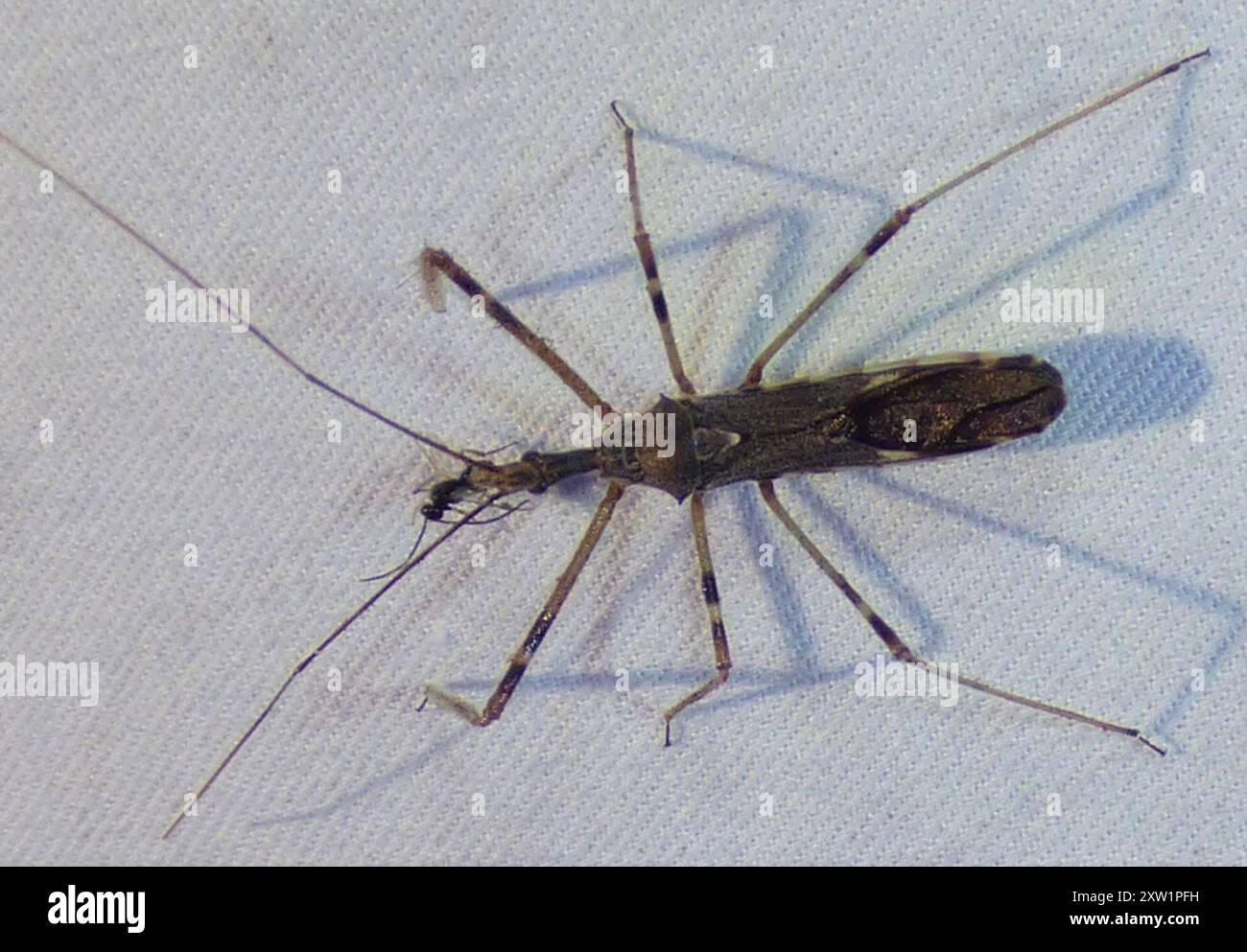 Four-spurred Assassin Bug (Zelus tetracanthus) Insecta Stock Photo - Alamy