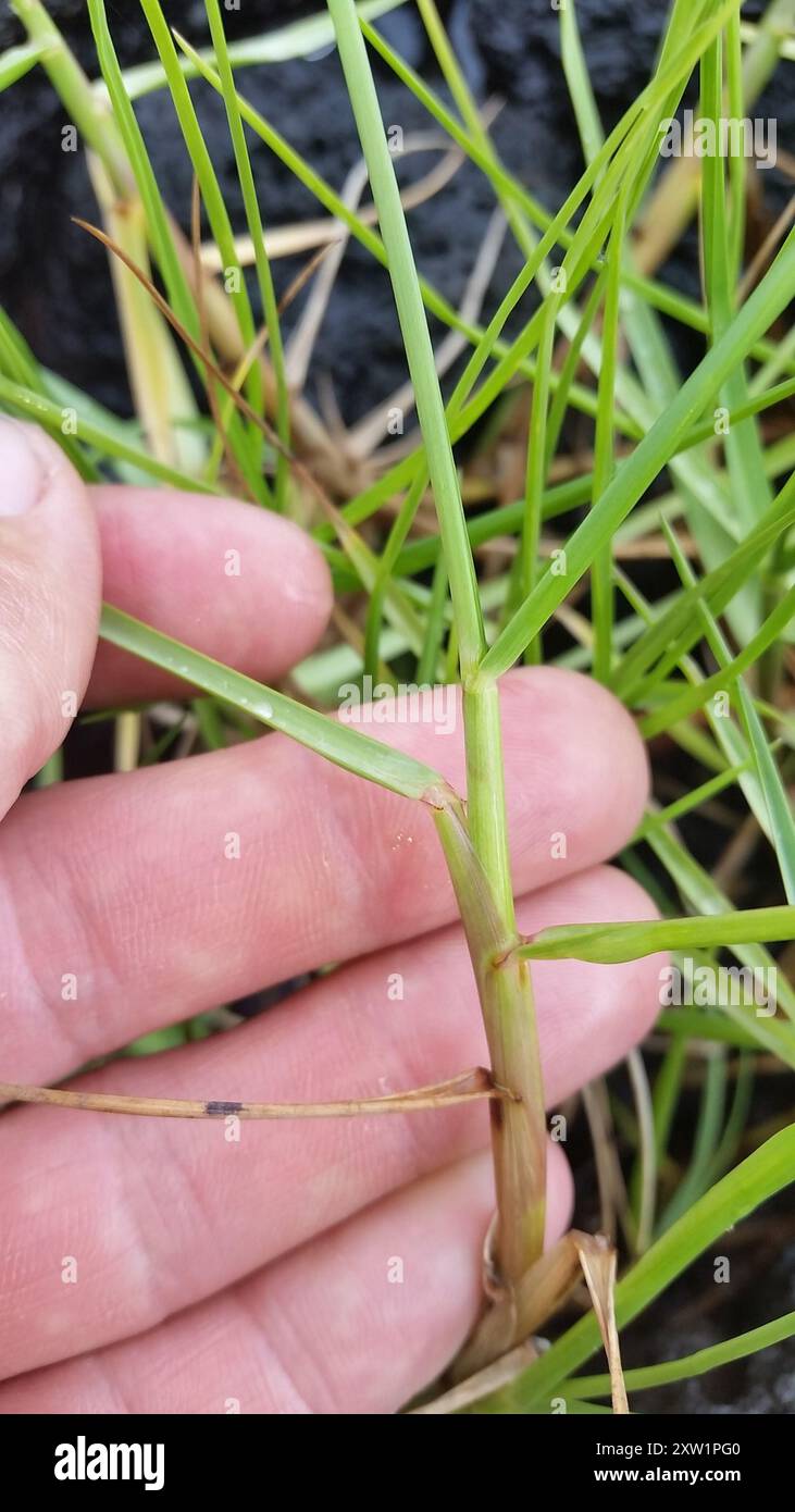grasses (Poaceae) Plantae Stock Photo - Alamy
