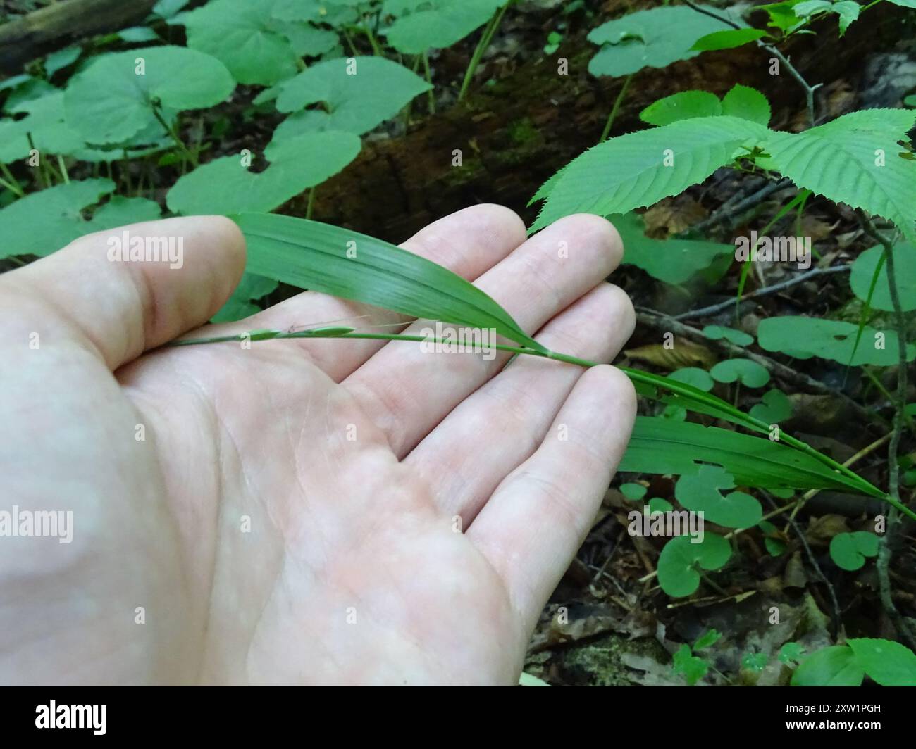 black-fruit mountain-ricegrass (Patis racemosa) Plantae Stock Photo - Alamy