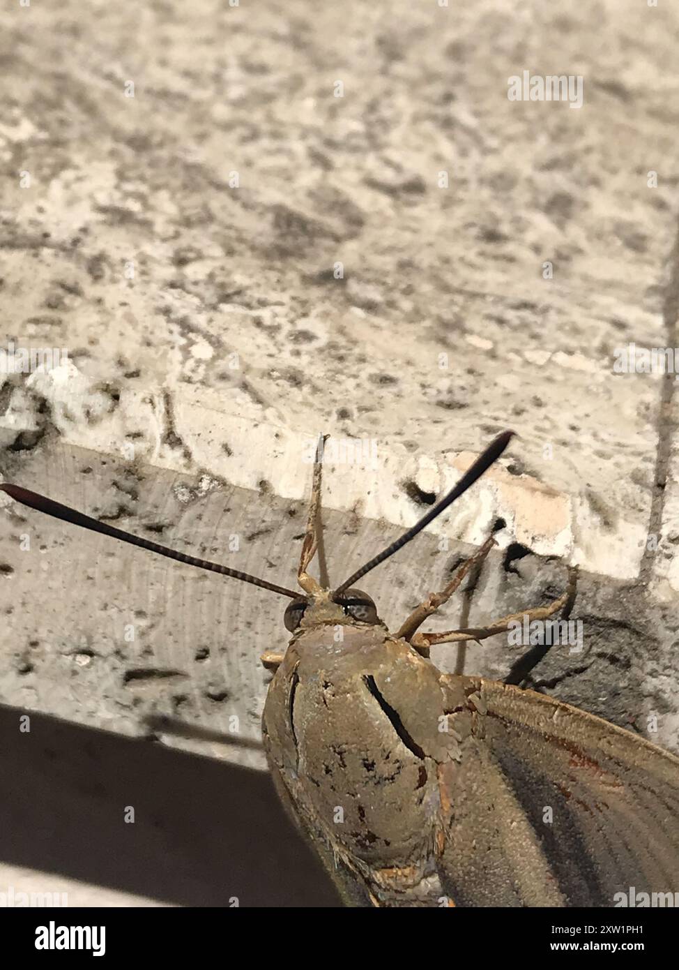 Palm Moth (Paysandisia archon) Insecta Stock Photo - Alamy