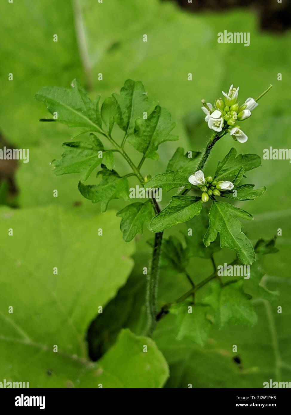 wavy bittercress (Cardamine flexuosa) Plantae Stock Photo - Alamy