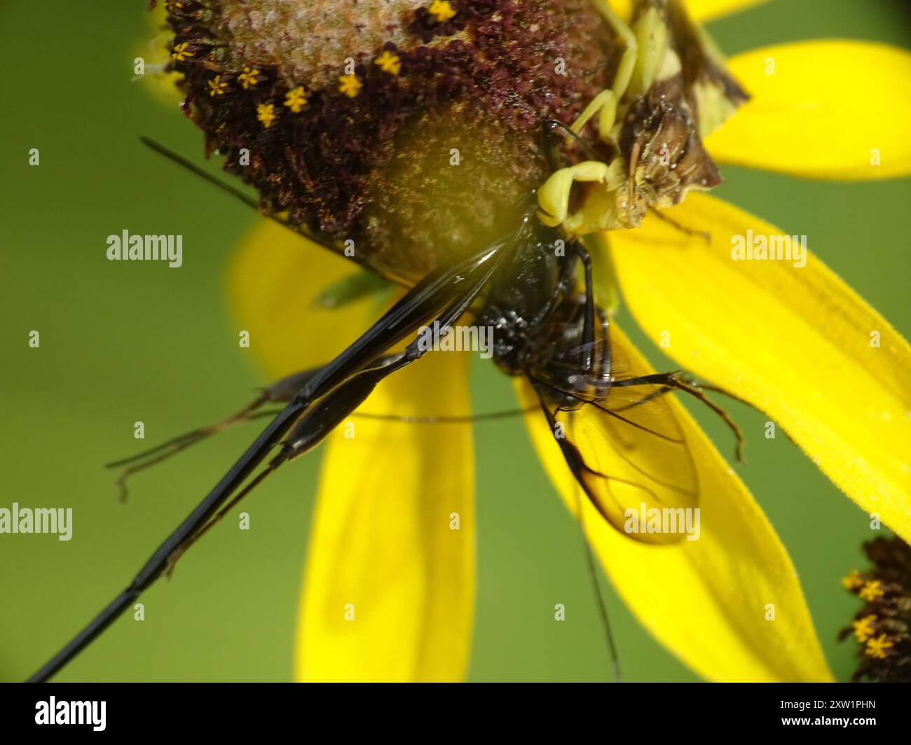 American Pelecinid Wasp (Pelecinus polyturator) Insecta Stock Photo - Alamy