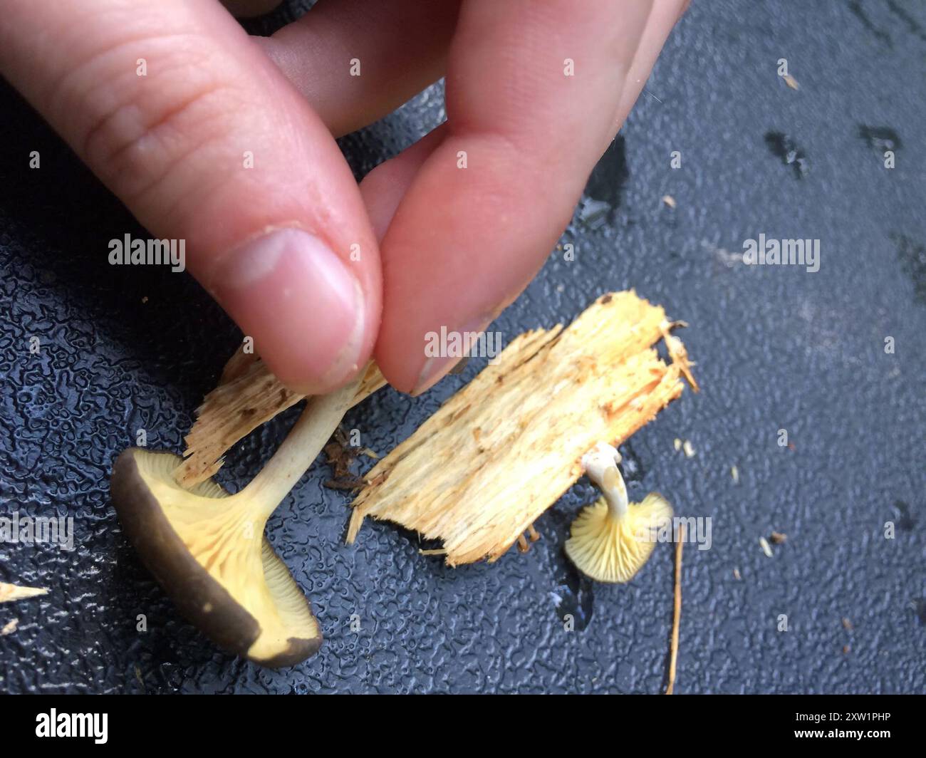 Common Gilled Mushrooms and Allies (Agaricales) Fungi Stock Photo - Alamy