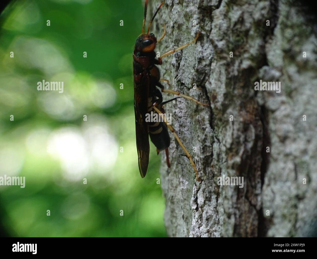 Pigeon Horntail (Tremex columba) Insecta Stock Photo - Alamy