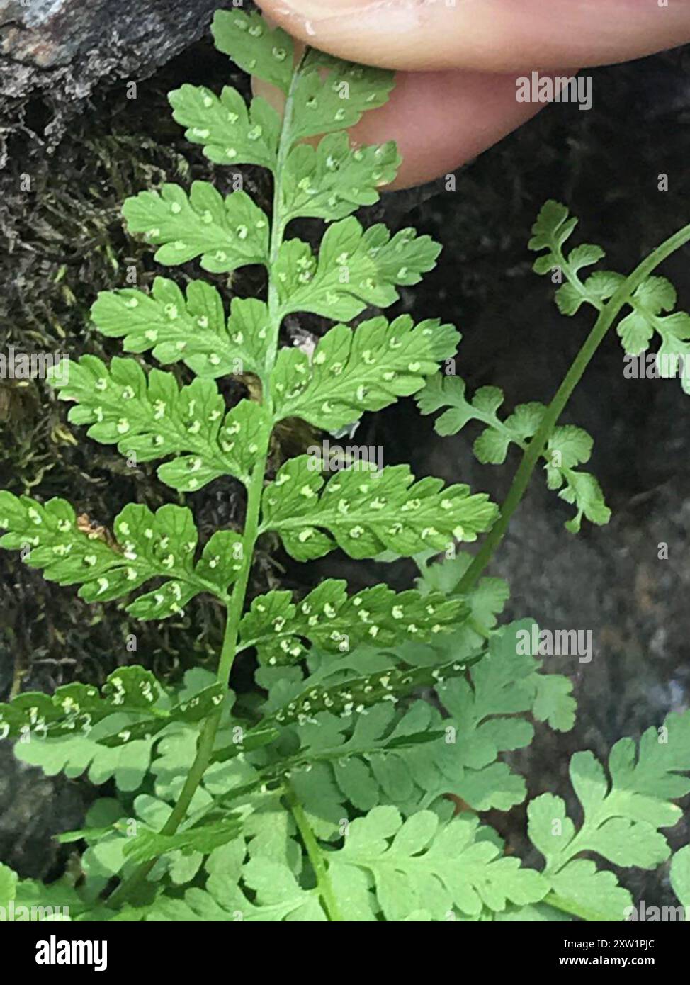 brittle bladderfern (Cystopteris fragilis) Plantae Stock Photo - Alamy
