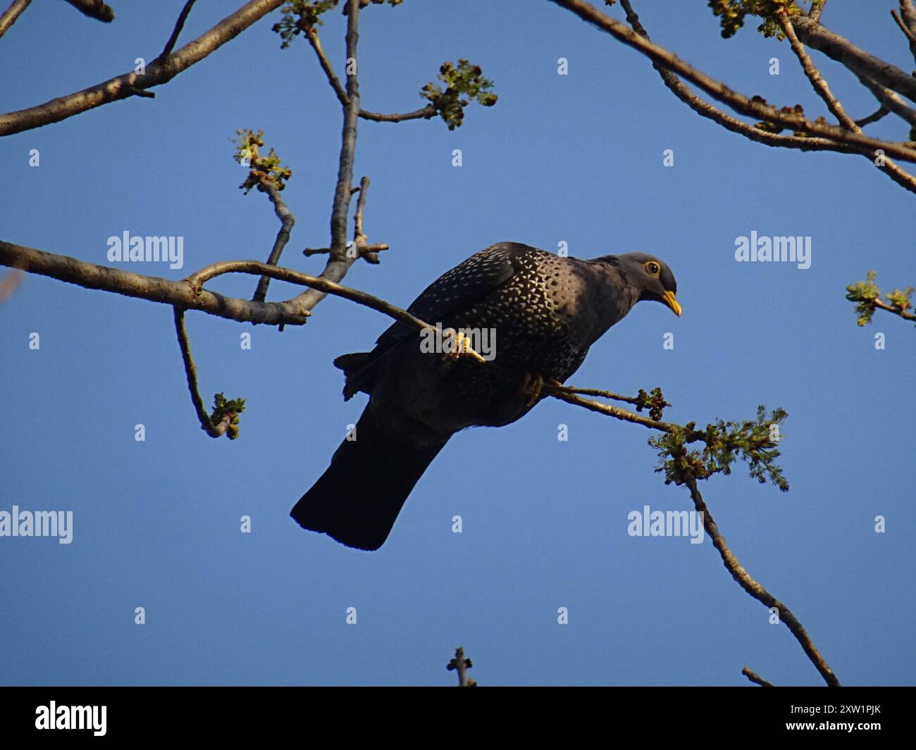 Rameron Pigeon (Columba arquatrix) Aves Stock Photo - Alamy