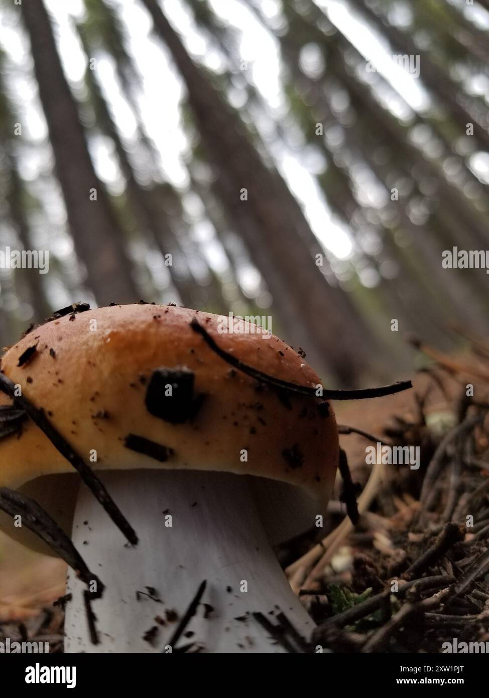 Winter Russula (Russula cremoricolor) Fungi Stock Photo - Alamy