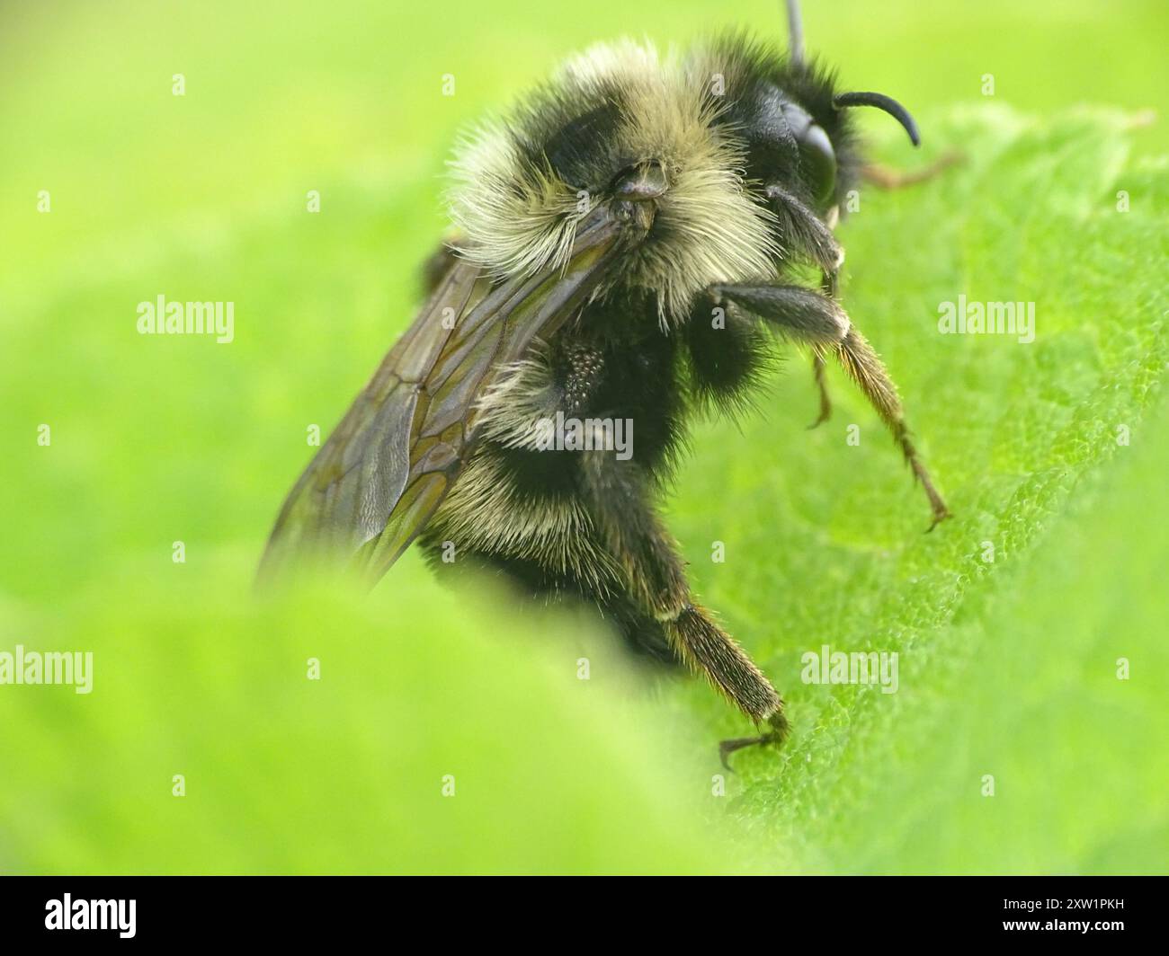 Lemon Cuckoo Bumble Bee (Bombus citrinus) Insecta Stock Photo - Alamy