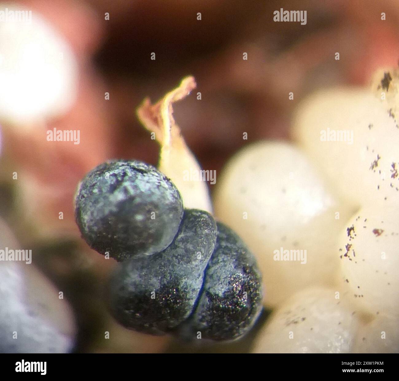 (Physarum compressum) Protozoa Stock Photo - Alamy