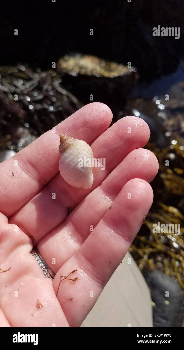 Atlantic Dogwhelk (Nucella lapillus) Mollusca Stock Photo - Alamy