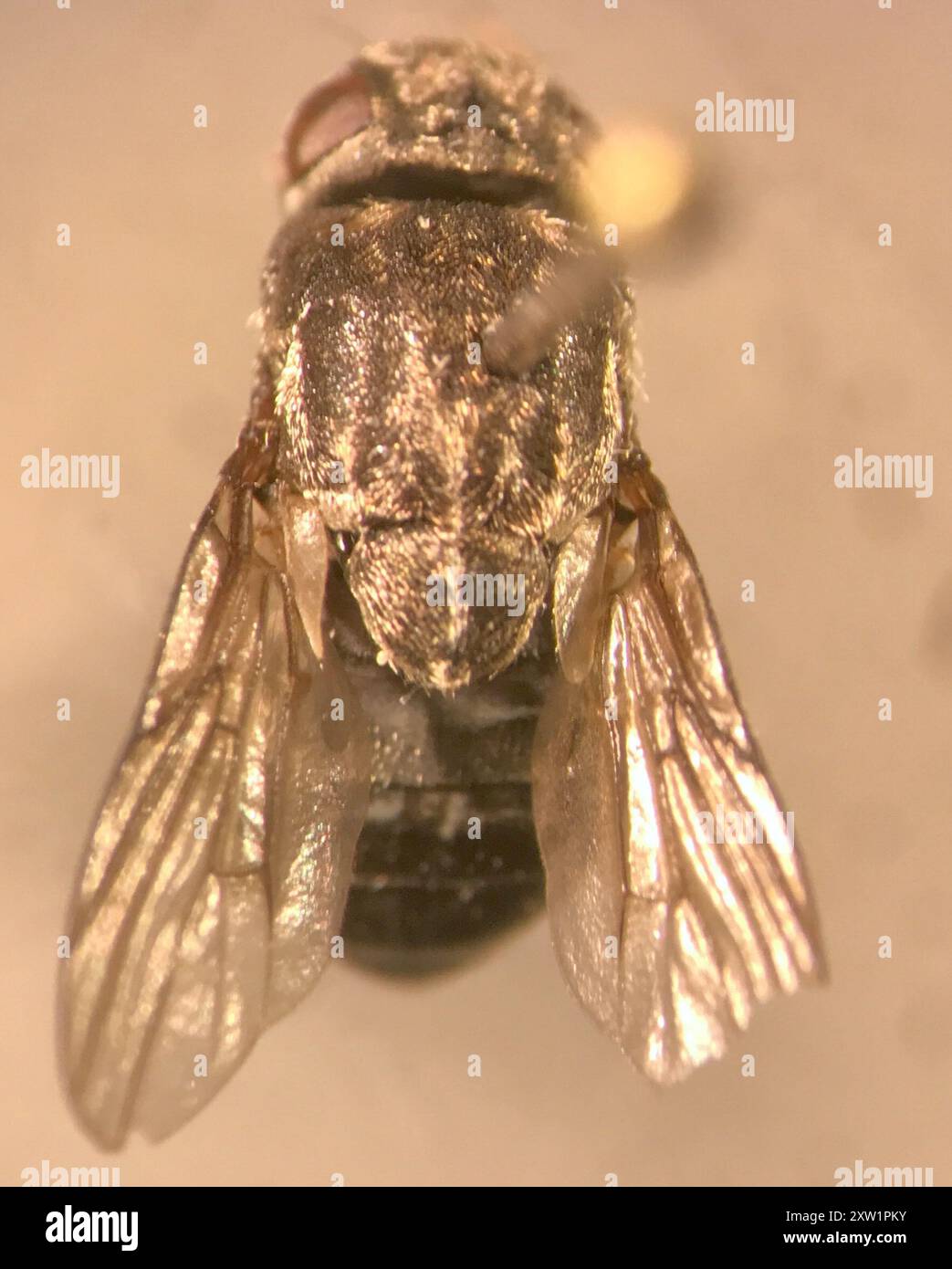 Cigar Gall (Lipara lucens) Insecta Stock Photo - Alamy