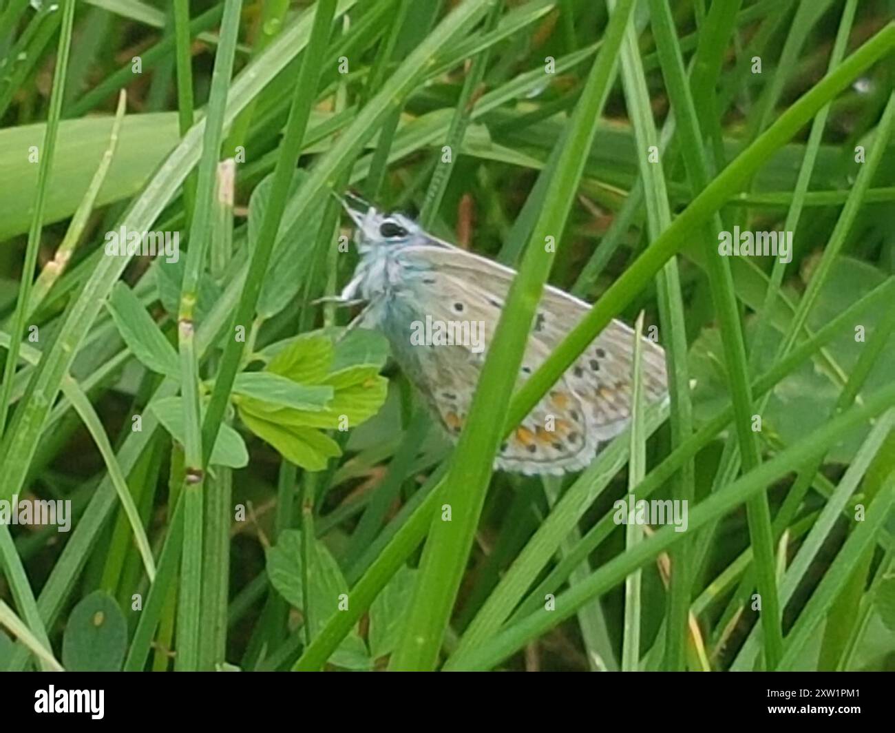 Common Blue (Polyommatus icarus) Insecta Stock Photo - Alamy