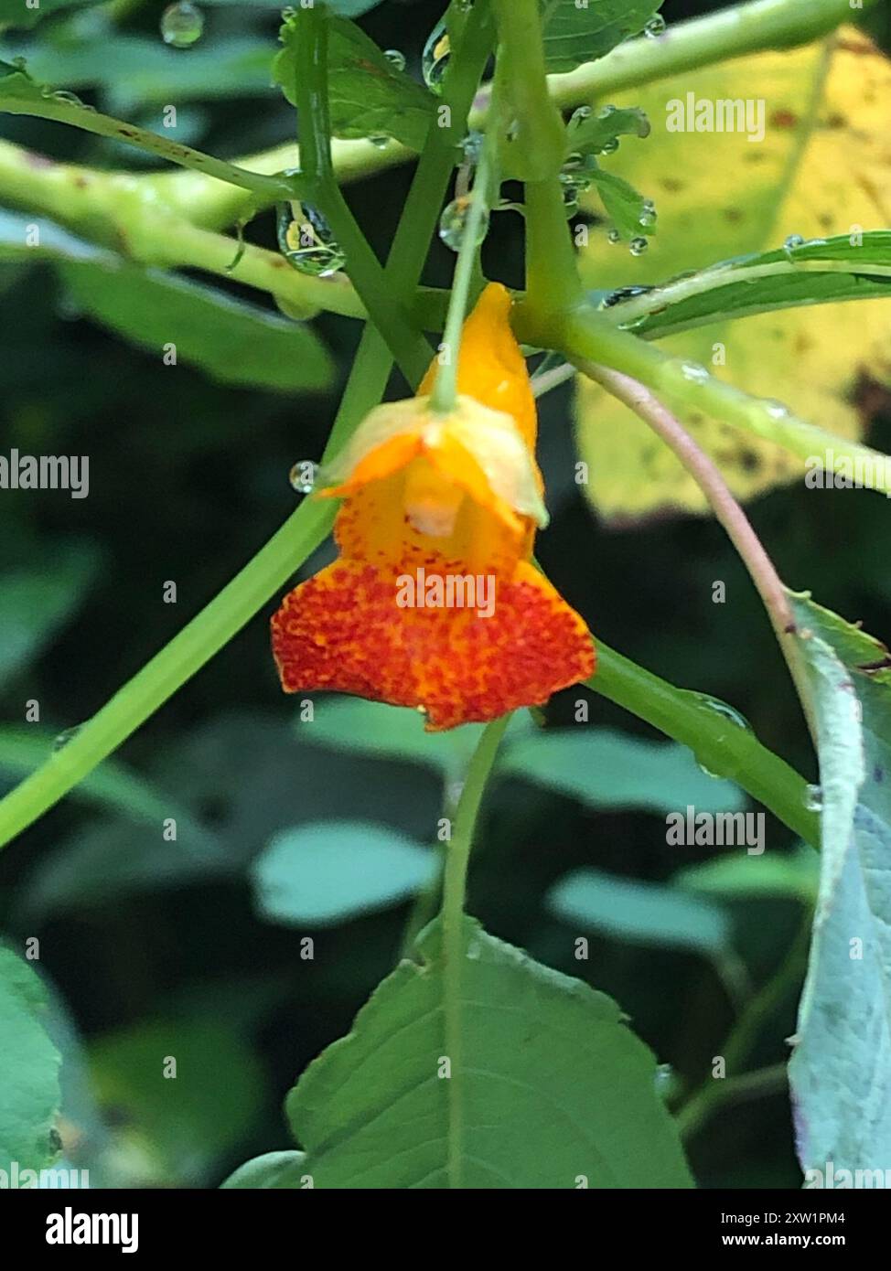 common jewelweed (Impatiens capensis) Plantae Stock Photo - Alamy