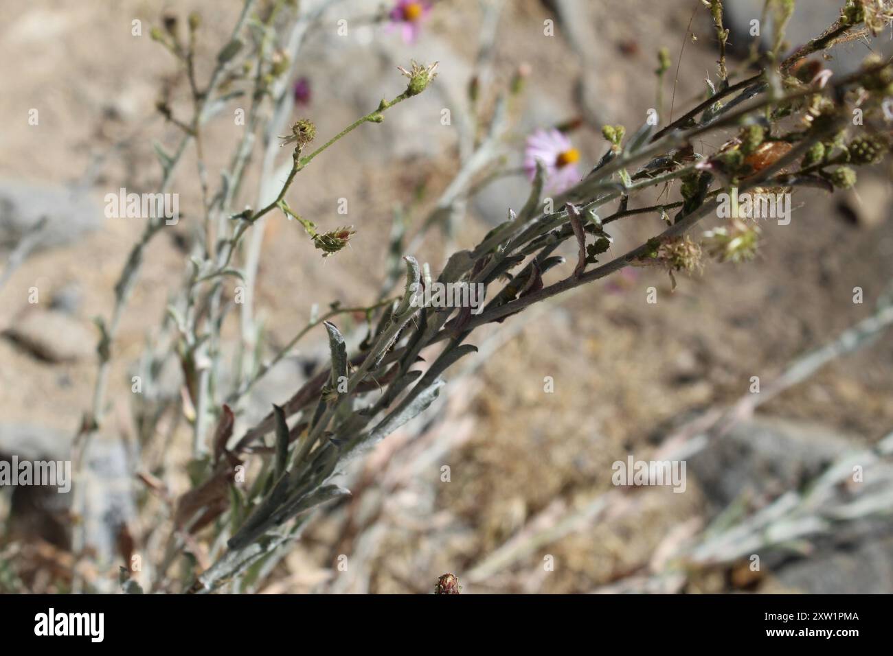 California Aster (Corethrogyne filaginifolia) Plantae Stock Photo - Alamy
