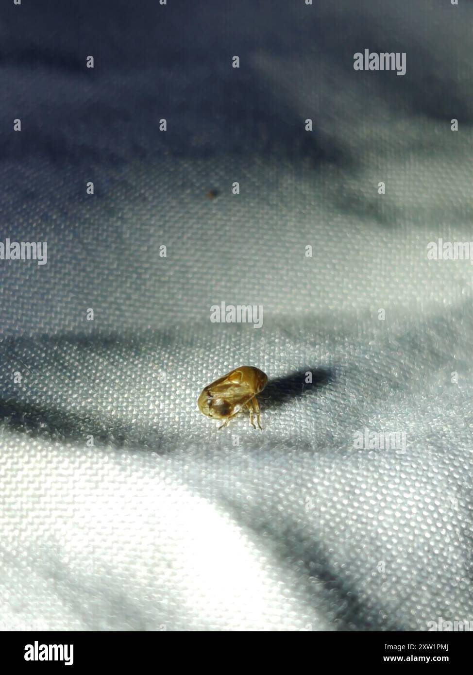 Spittlebugs, Cicadas, Leafhoppers and Treehoppers (Cicadomorpha ...