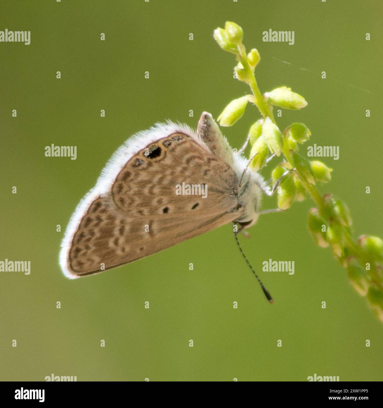 Ceraunus blue hi-res stock photography and images - Alamy