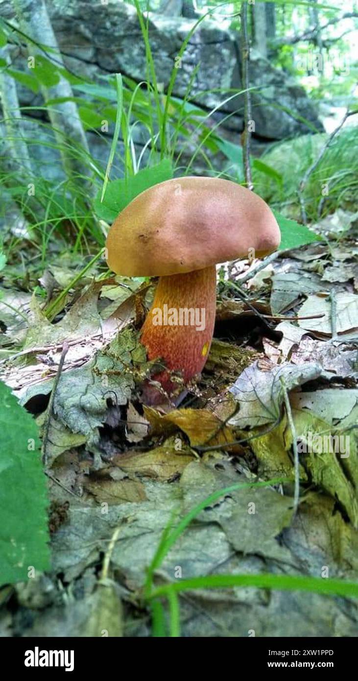 two-colored bolete (Baorangia bicolor) Fungi Stock Photo - Alamy