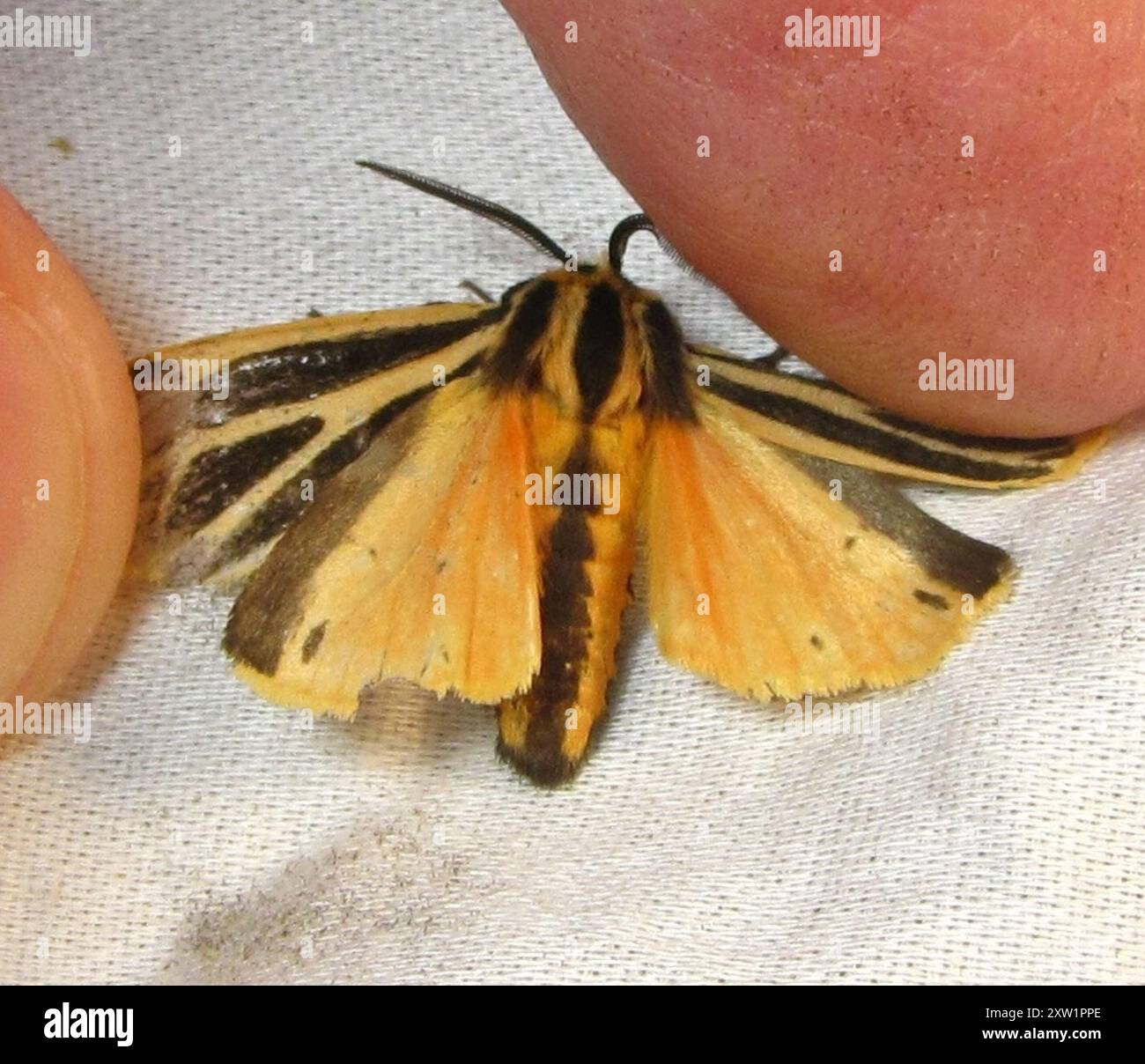 Harnessed Tiger Moth (Apantesis phalerata) Insecta Stock Photo - Alamy