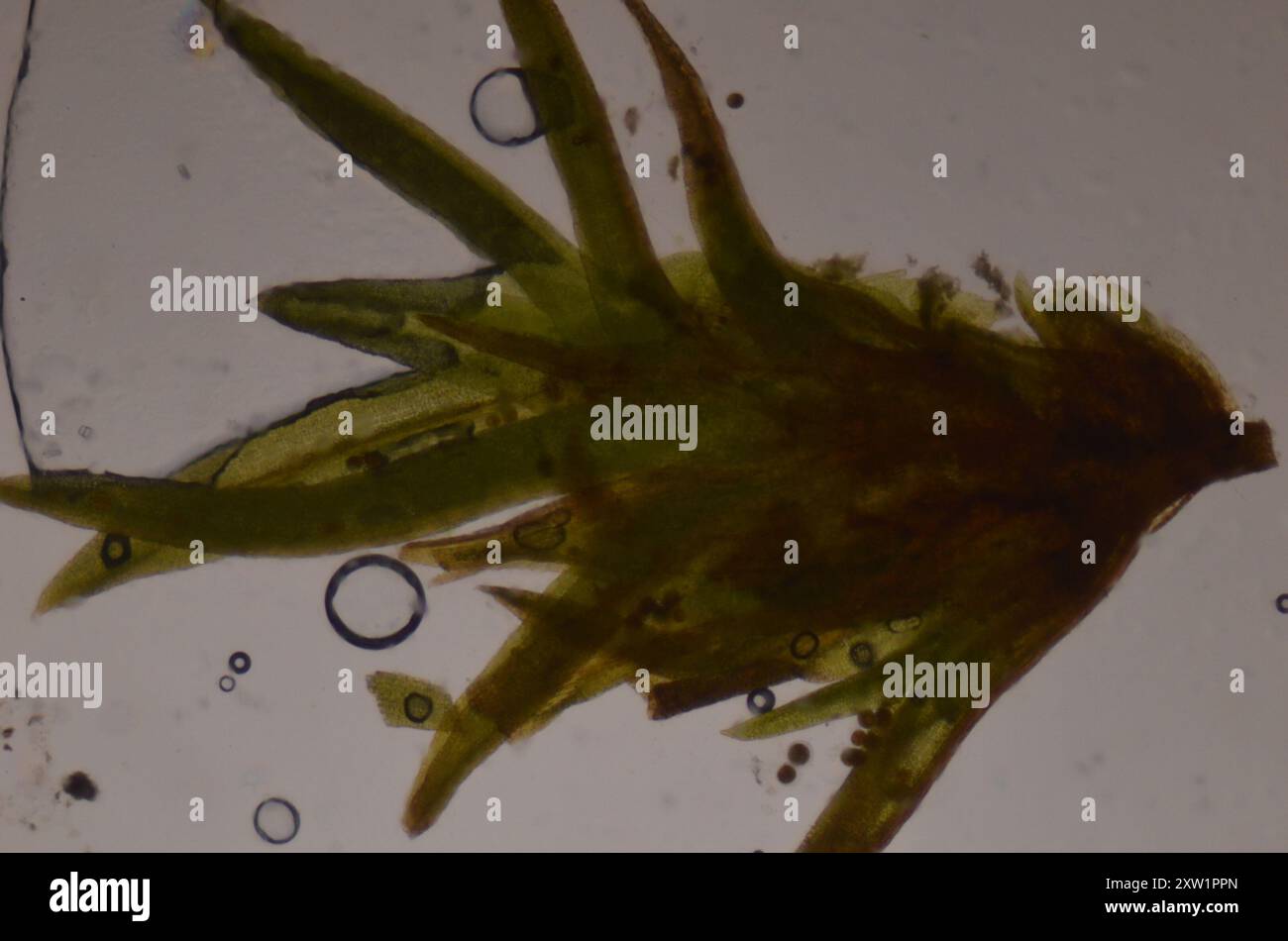 joint-toothed mosses (Bryopsida) Plantae Stock Photo - Alamy