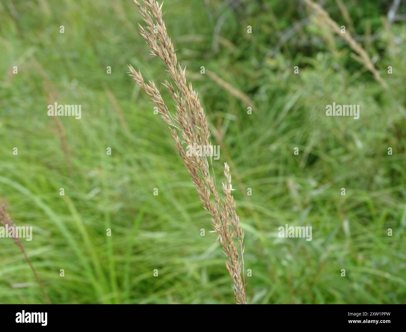 canadian bluejoint (Calamagrostis canadensis) Plantae Stock Photo - Alamy