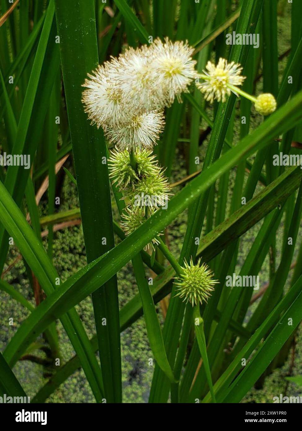Branching Bur-reed (Sparganium androcladum) Plantae Stock Photo - Alamy