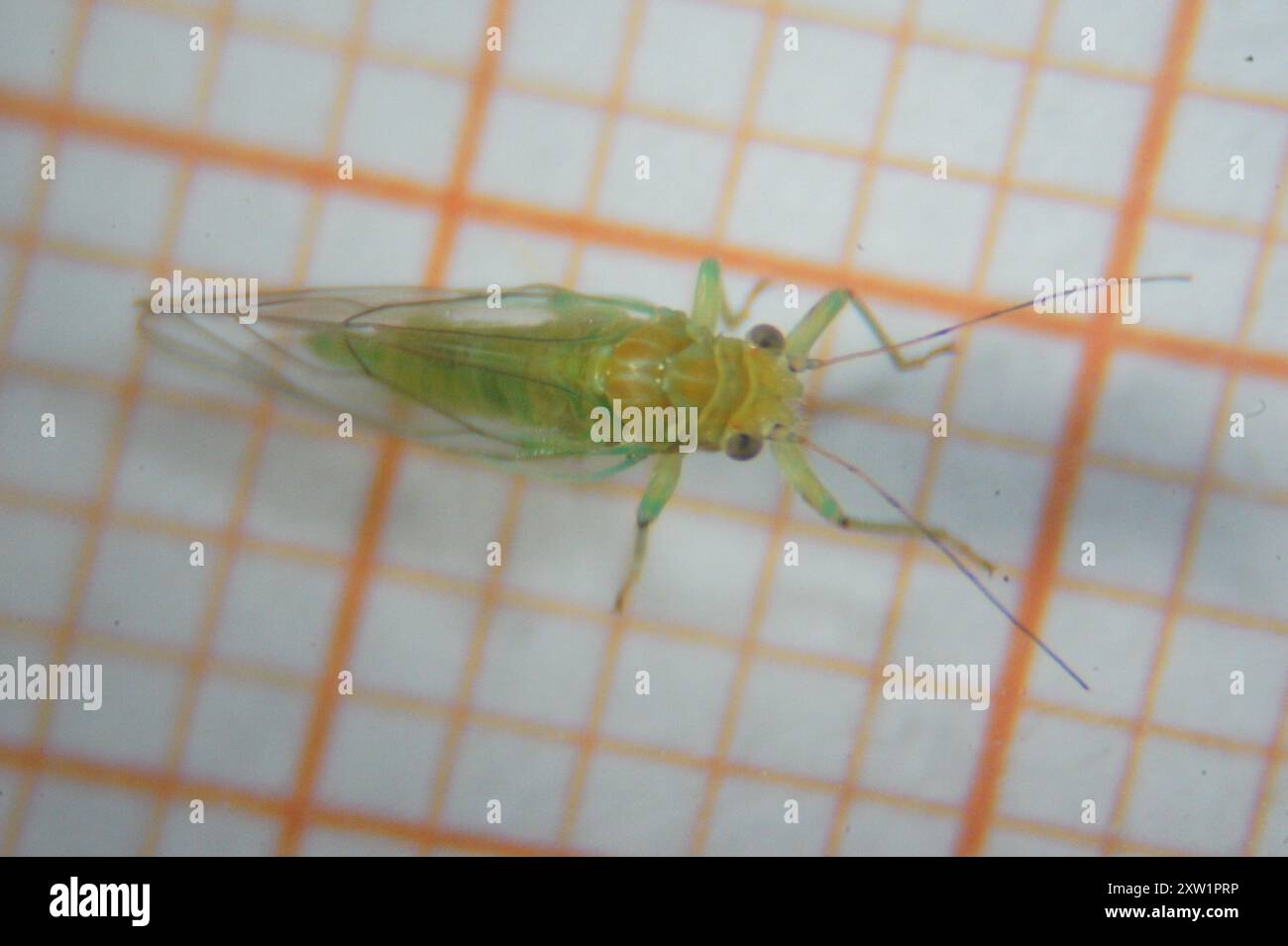 jumping plant lice (Psyllidae) Insecta Stock Photo - Alamy