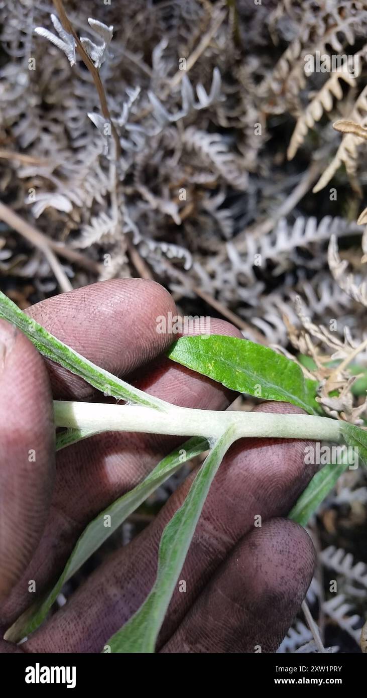 tapered cudweed (Pseudognaphalium attenuatum) Plantae Stock Photo - Alamy