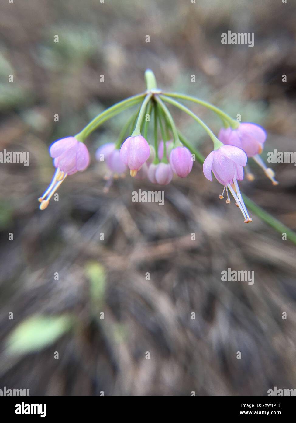 nodding onion (Allium cernuum) Plantae Stock Photo - Alamy