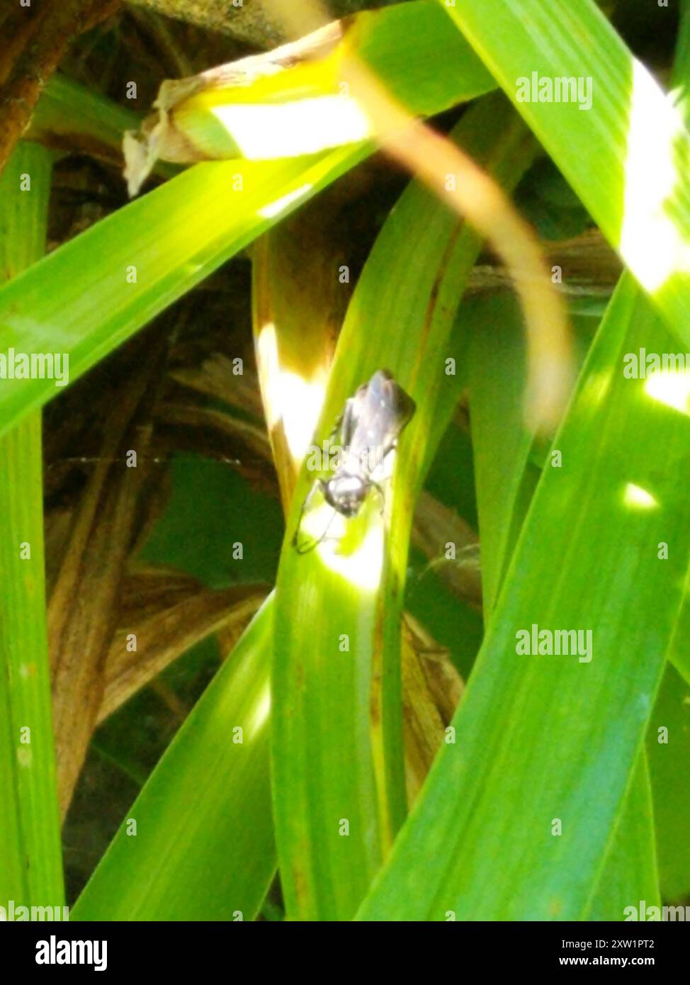 Ants, Bees, and Stinging Wasps (Aculeata) Insecta Stock Photo - Alamy