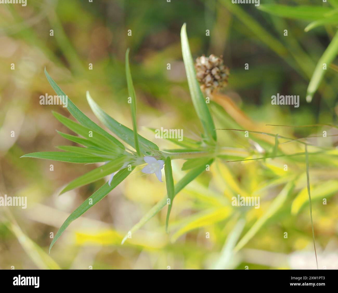rough buttonweed (Hexasepalum teres) Plantae Stock Photo - Alamy
