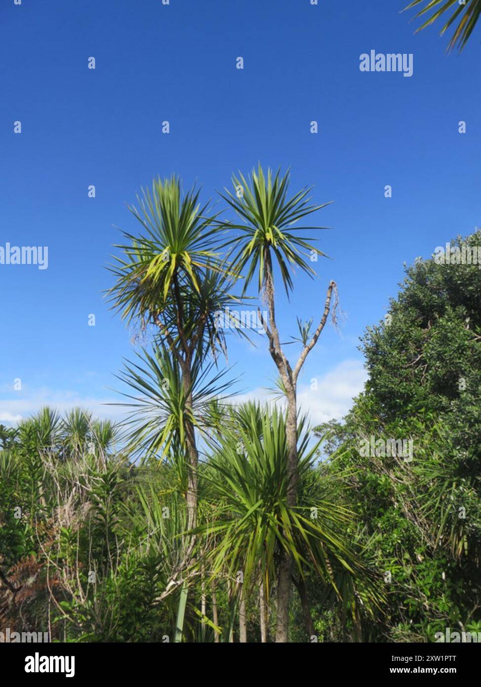 New Zealand cabbage tree (Cordyline australis) Plantae Stock Photo - Alamy