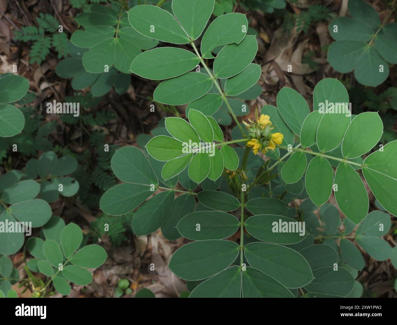 sennas (Senna) Plantae Stock Photo - Alamy