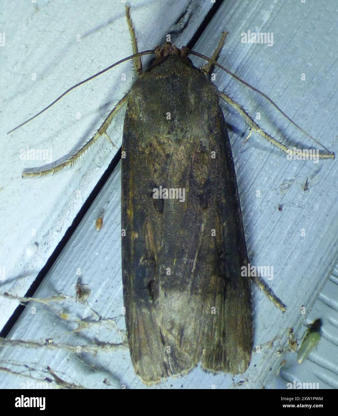 Ipsilon Dart Moth (Agrotis ipsilon) Insecta Stock Photo - Alamy