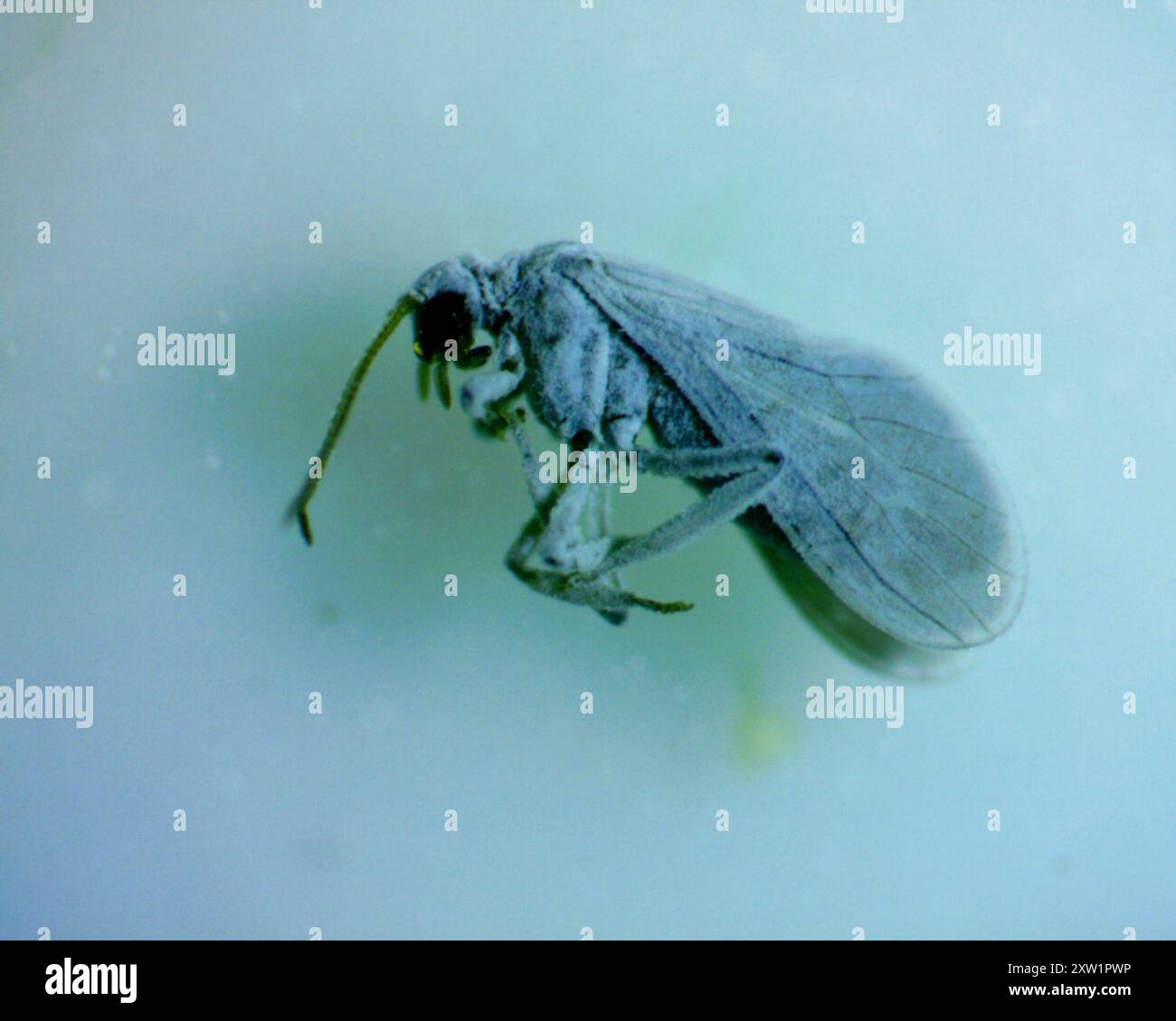 Dusty-winged Lacewings (Coniopterygidae) Insecta Stock Photo - Alamy