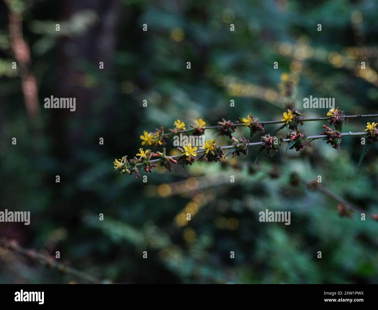 Chinese Bur (Triumfetta rhomboidea) Plantae Stock Photo - Alamy