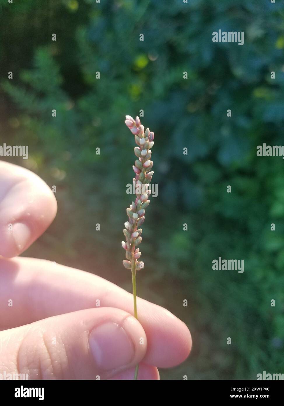 low smartweed (Persicaria longiseta) Plantae Stock Photo - Alamy