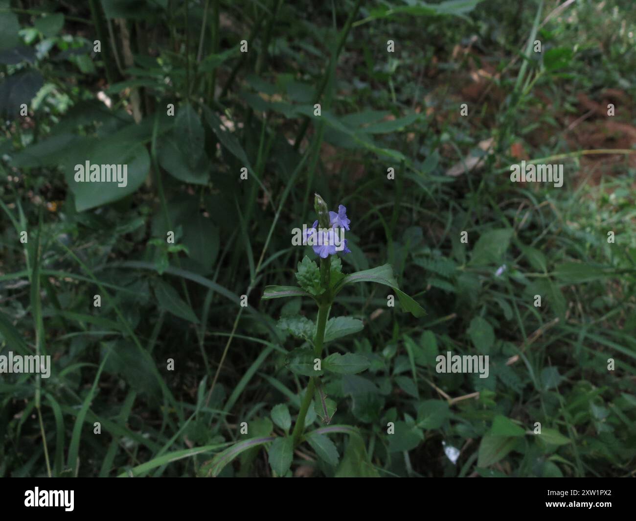 Blue Porterweed (Stachytarpheta jamaicensis) Plantae Stock Photo - Alamy