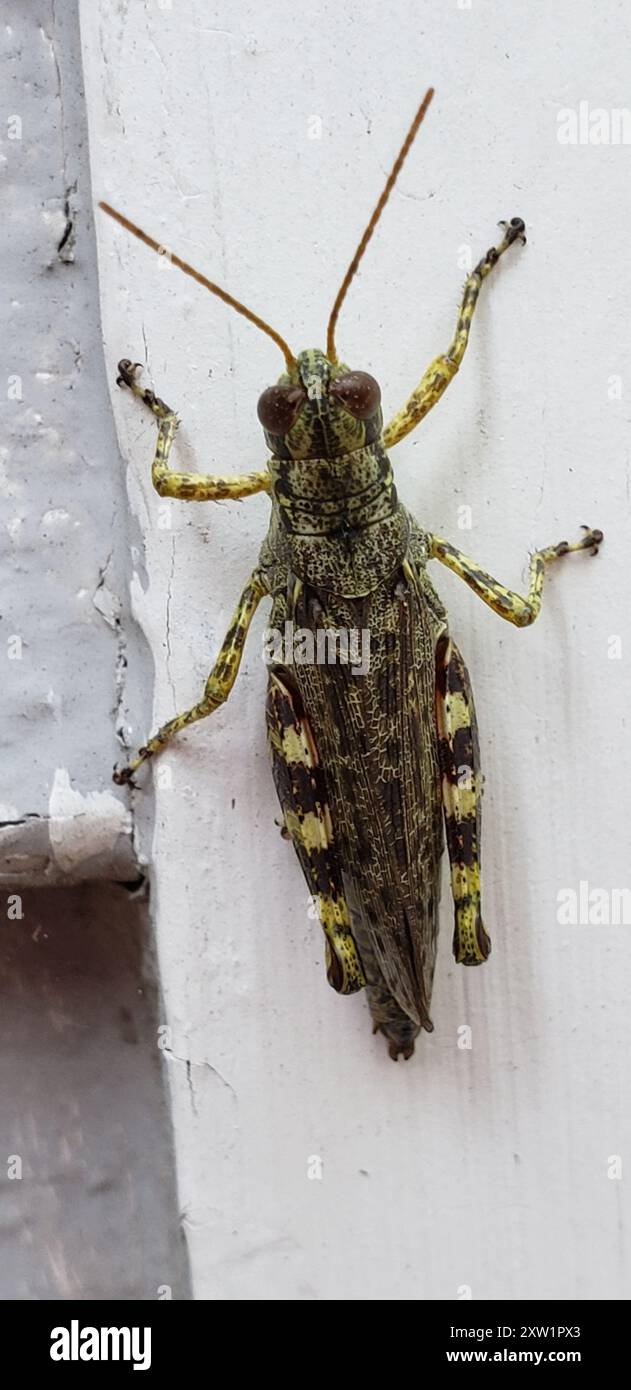 Pine tree Spur-throat Grasshopper (Melanoplus punctulatus) Insecta ...