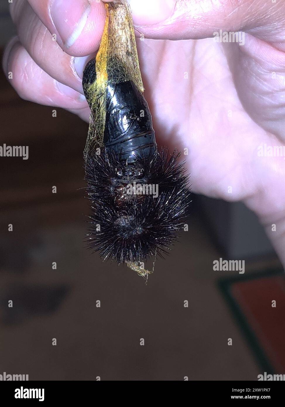 Giant Leopard Moth (Hypercompe scribonia) Insecta Stock Photo - Alamy