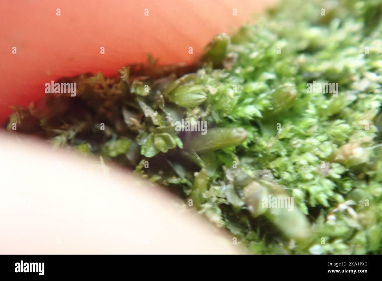 leafy and simple thalloid liverworts (Jungermanniopsida) Plantae Stock ...